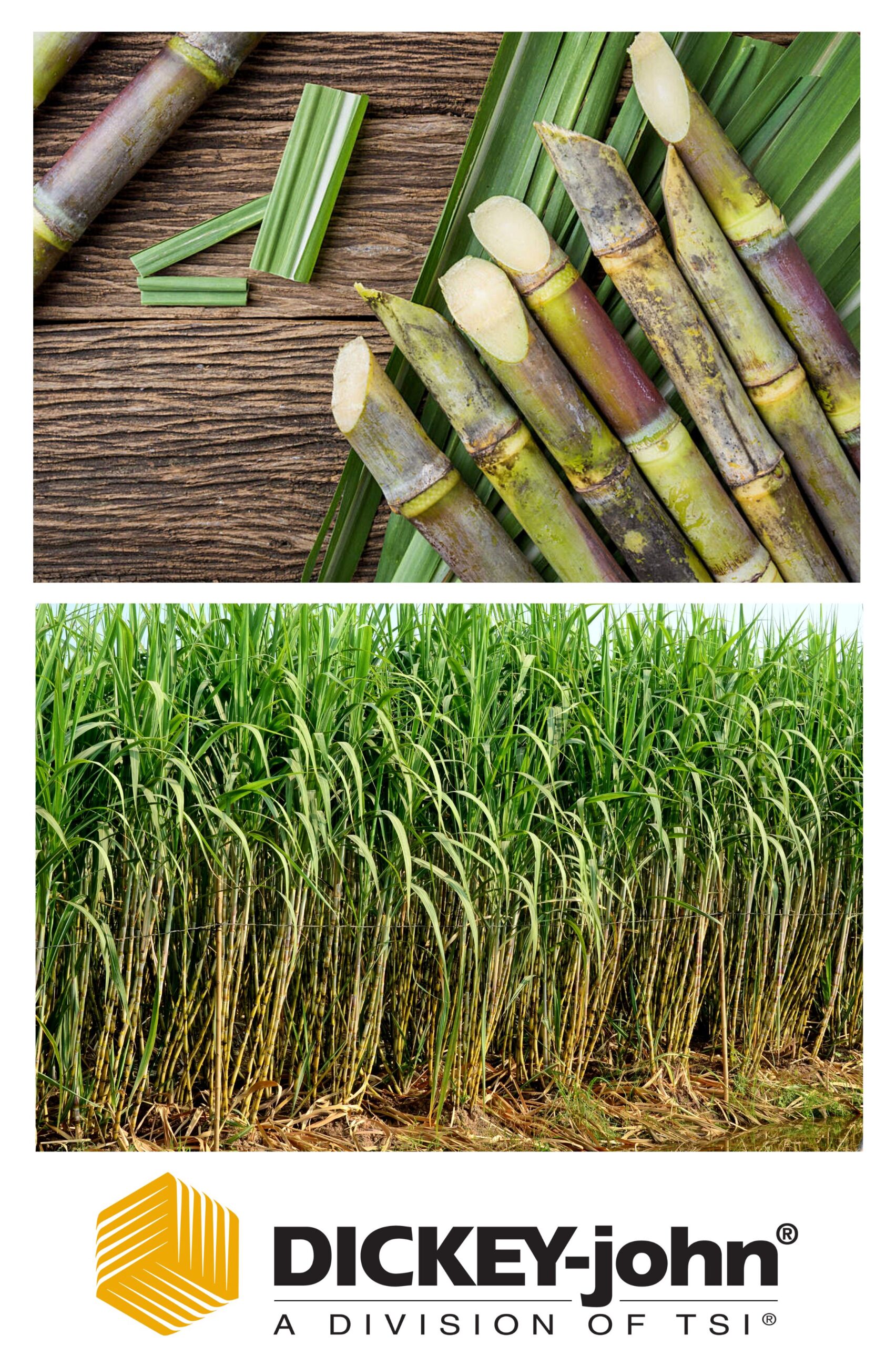 Sugarcane Industry - Cambut AG Electronics